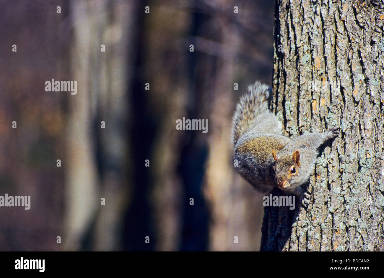Gray Squirrel Mont Royal park Montreal canada Stock Photo - Alamy