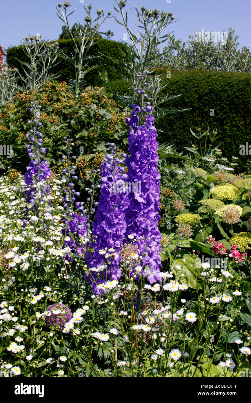 DELPHINIUM MIGHTY ATOM GROWING IN A SUMMER BORDER Stock Photo - Alamy