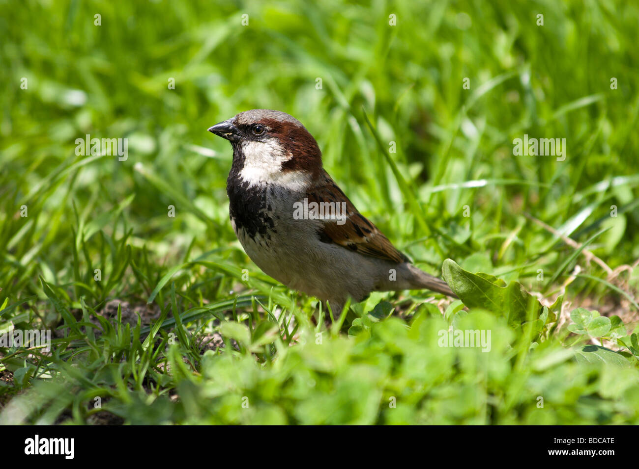 Wild bird in a natural habitat Wildlife Photography Stock Photo - Alamy
