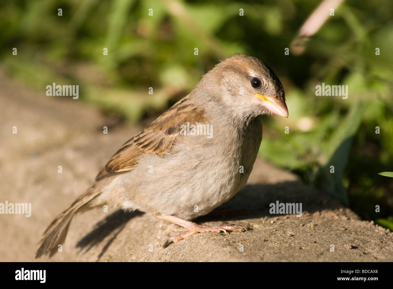 Wild bird in a natural habitat. Wildlife Photography Stock Photo - Alamy