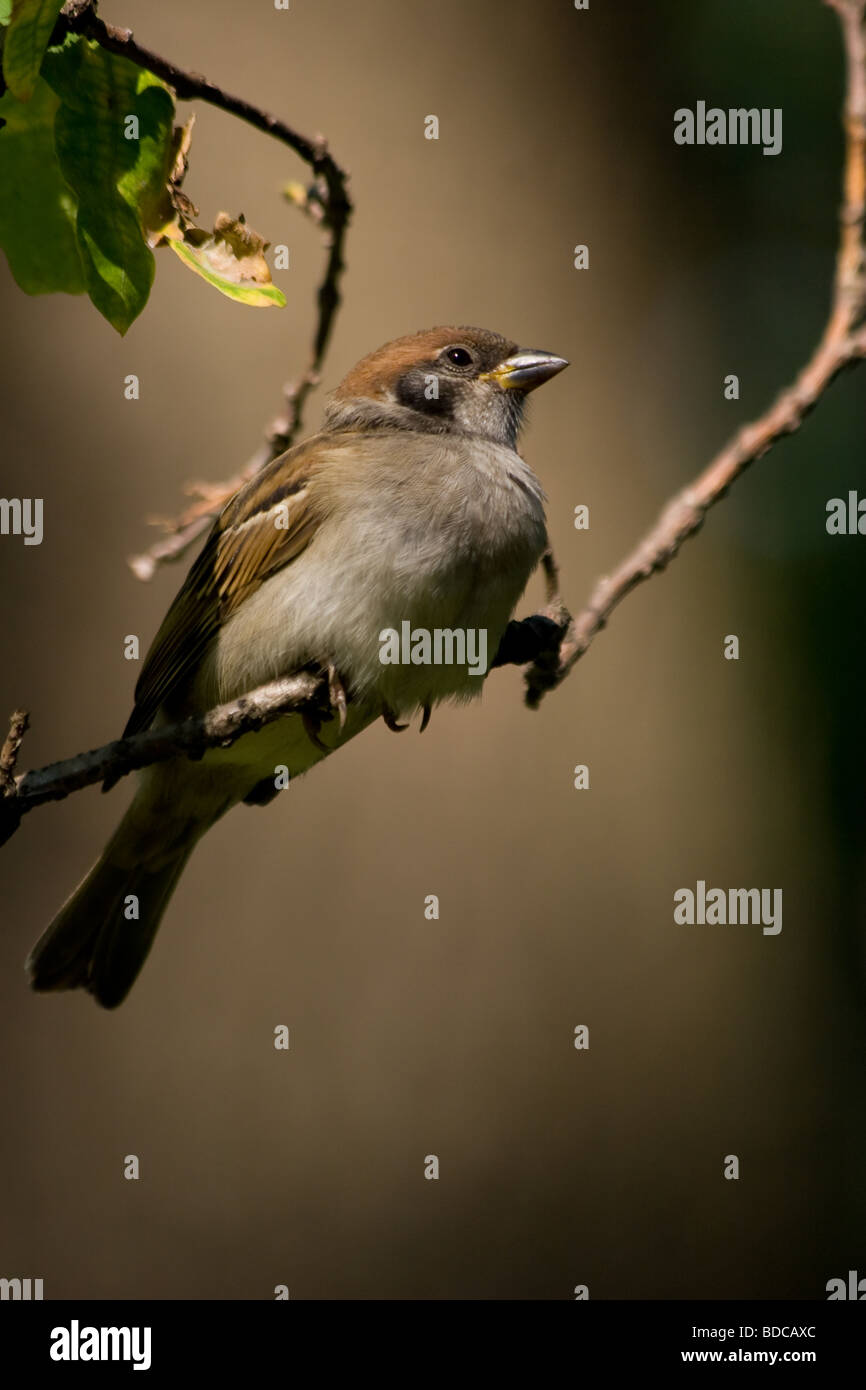Wild bird in a natural habitat Wildlife Photography Stock Photo - Alamy