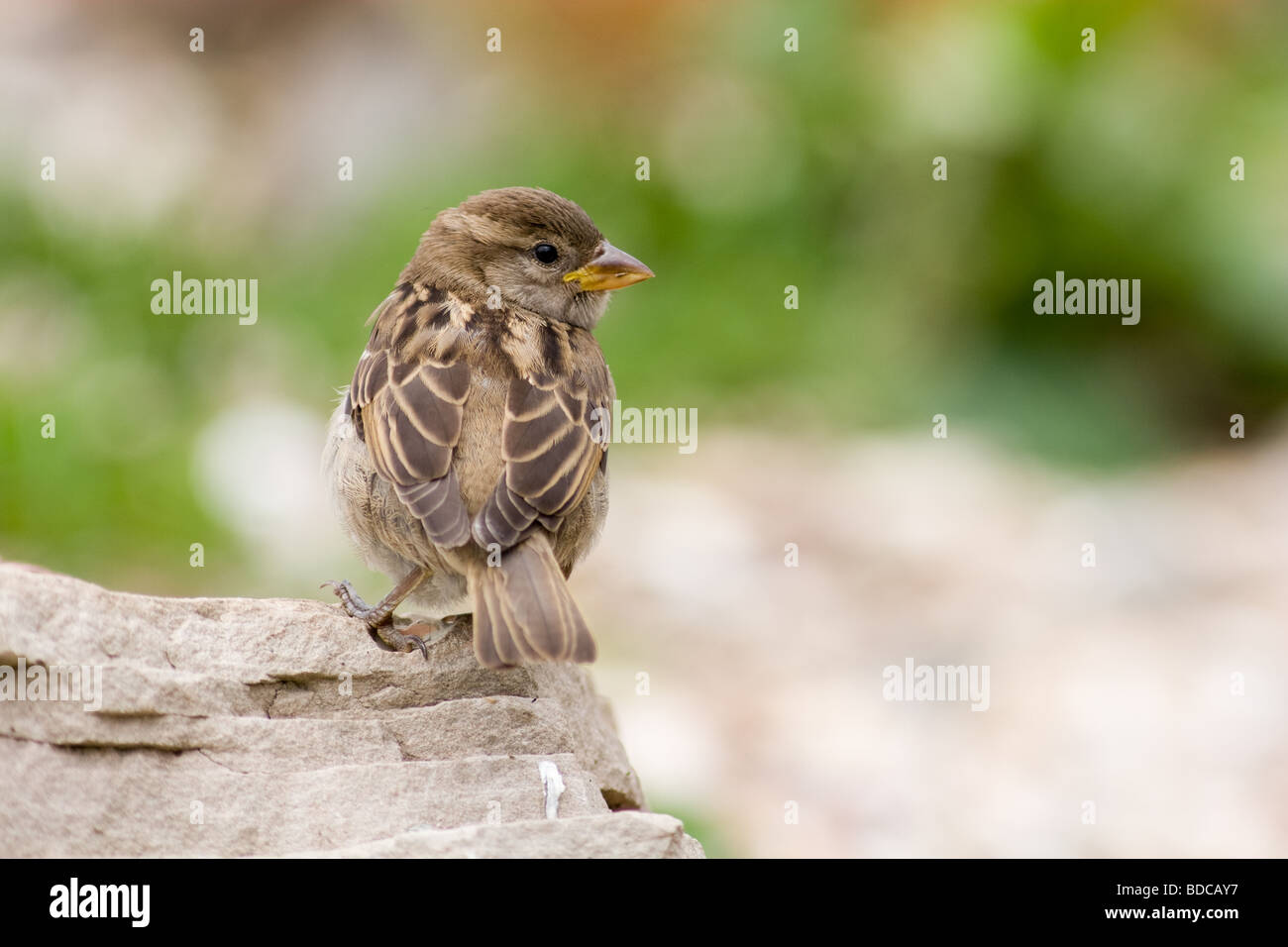 Sparrow hi-res stock photography and images - Alamy