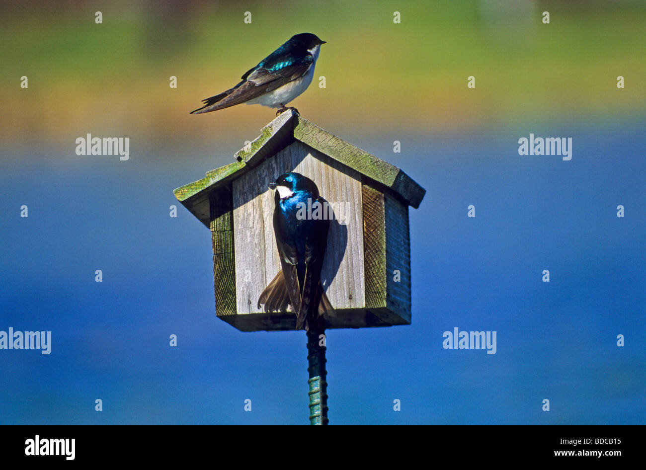 Tree Swallow on bird house Stock Photo - Alamy