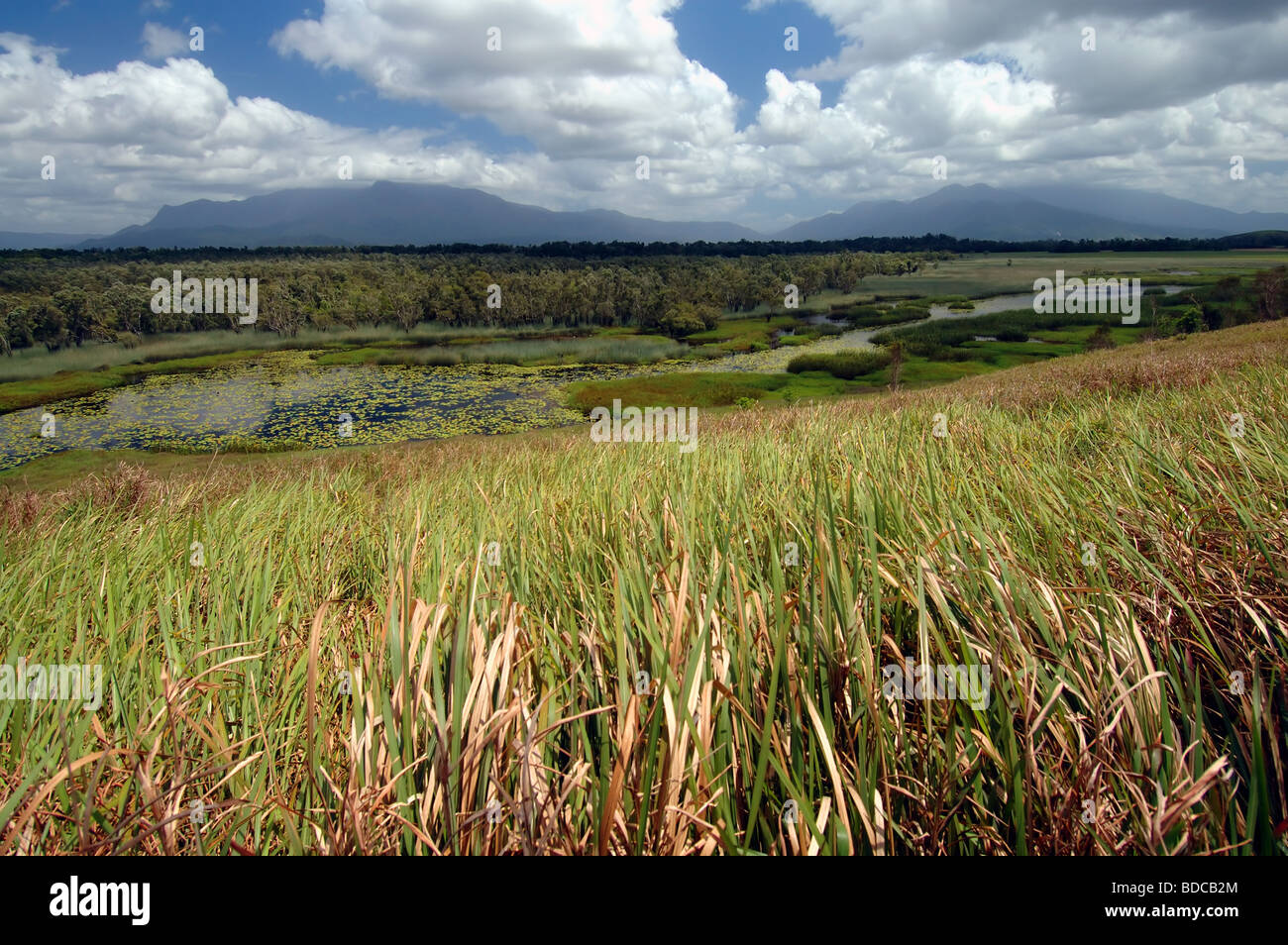 Eubenangee Swamp National Park, with the peaks of Bartle Frere and ...