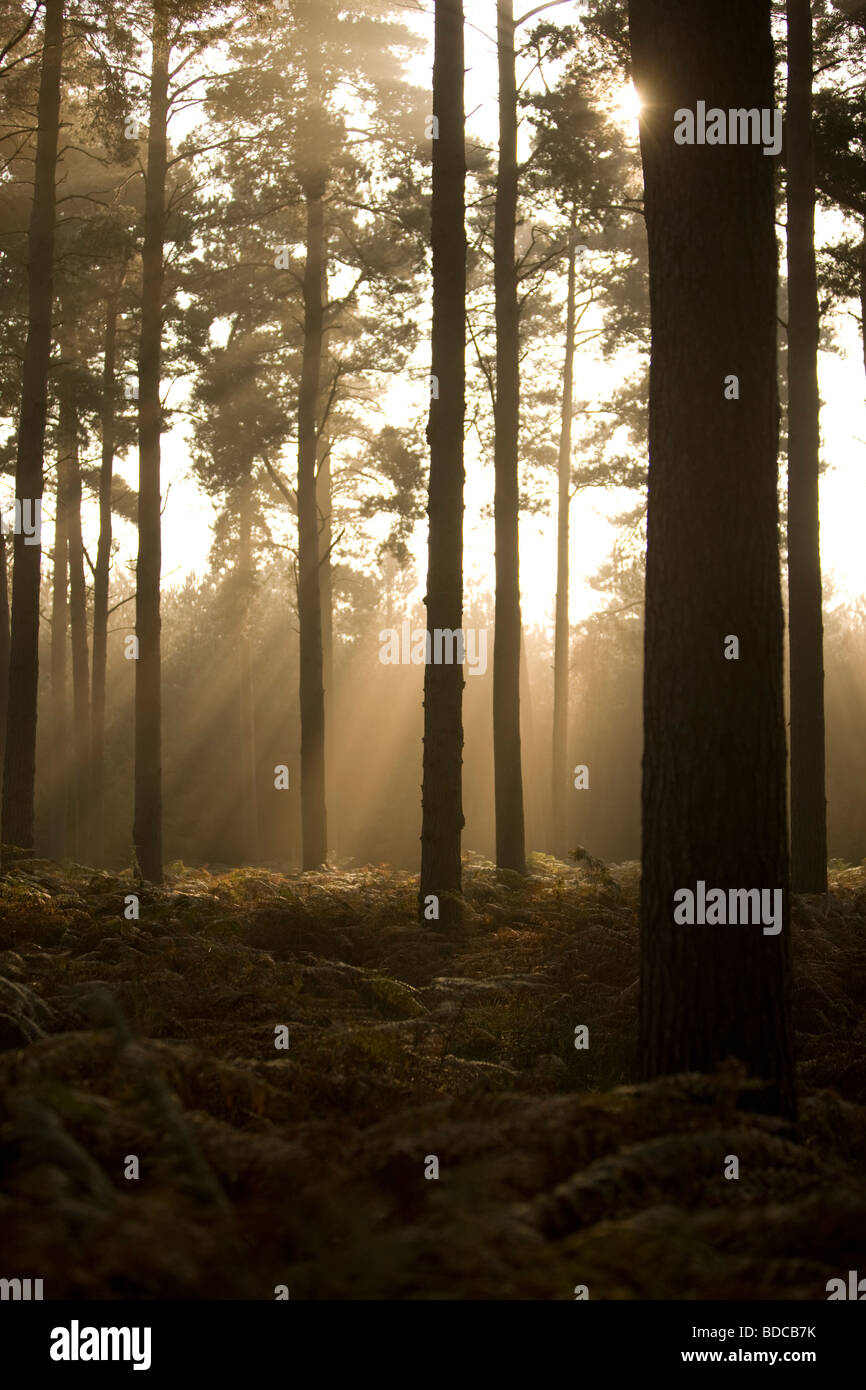 Thetford forest winter hi-res stock photography and images - Alamy