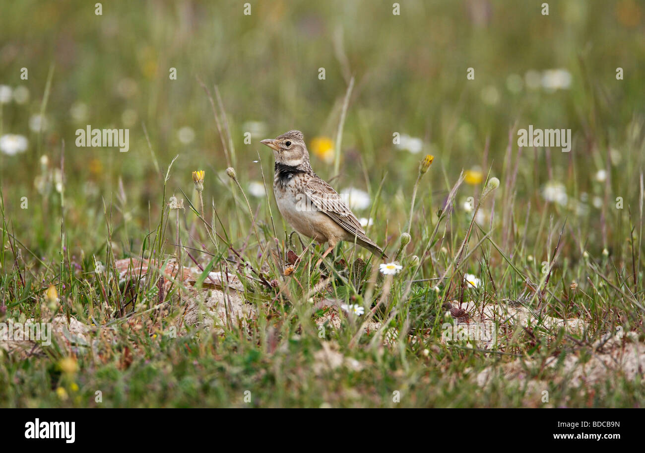 Calandra Lark Melanocorypha calandra Turkey Spring Stock Photo - Alamy