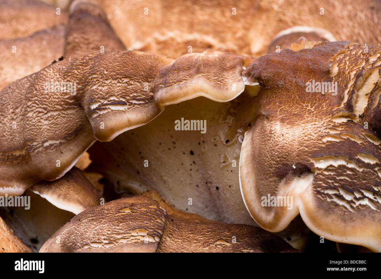 Giant Polypore Meripilus giganticus Stock Photo - Alamy