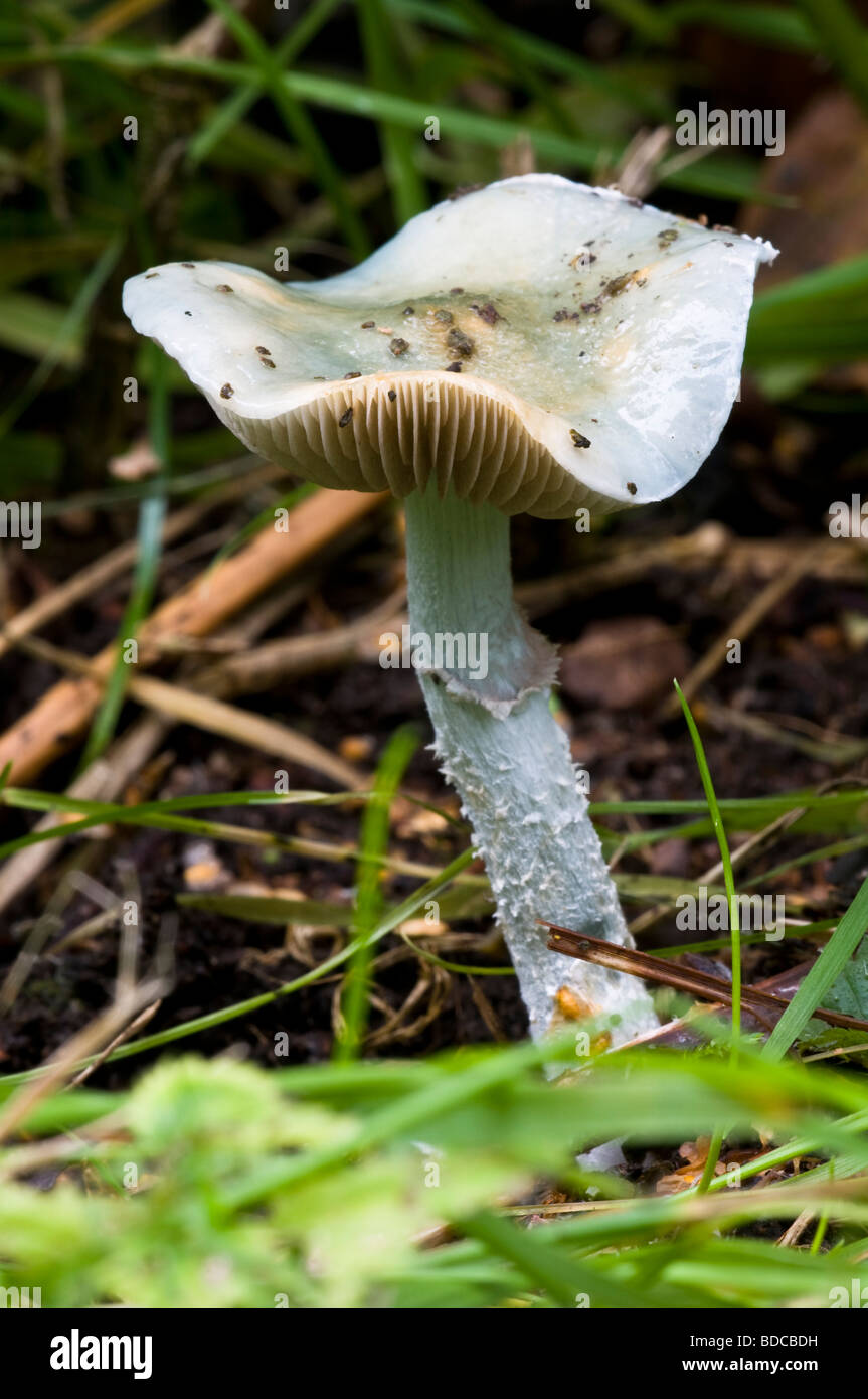 Verdigris Agaric Stropharia Aeruginosa Stock Photo - Alamy