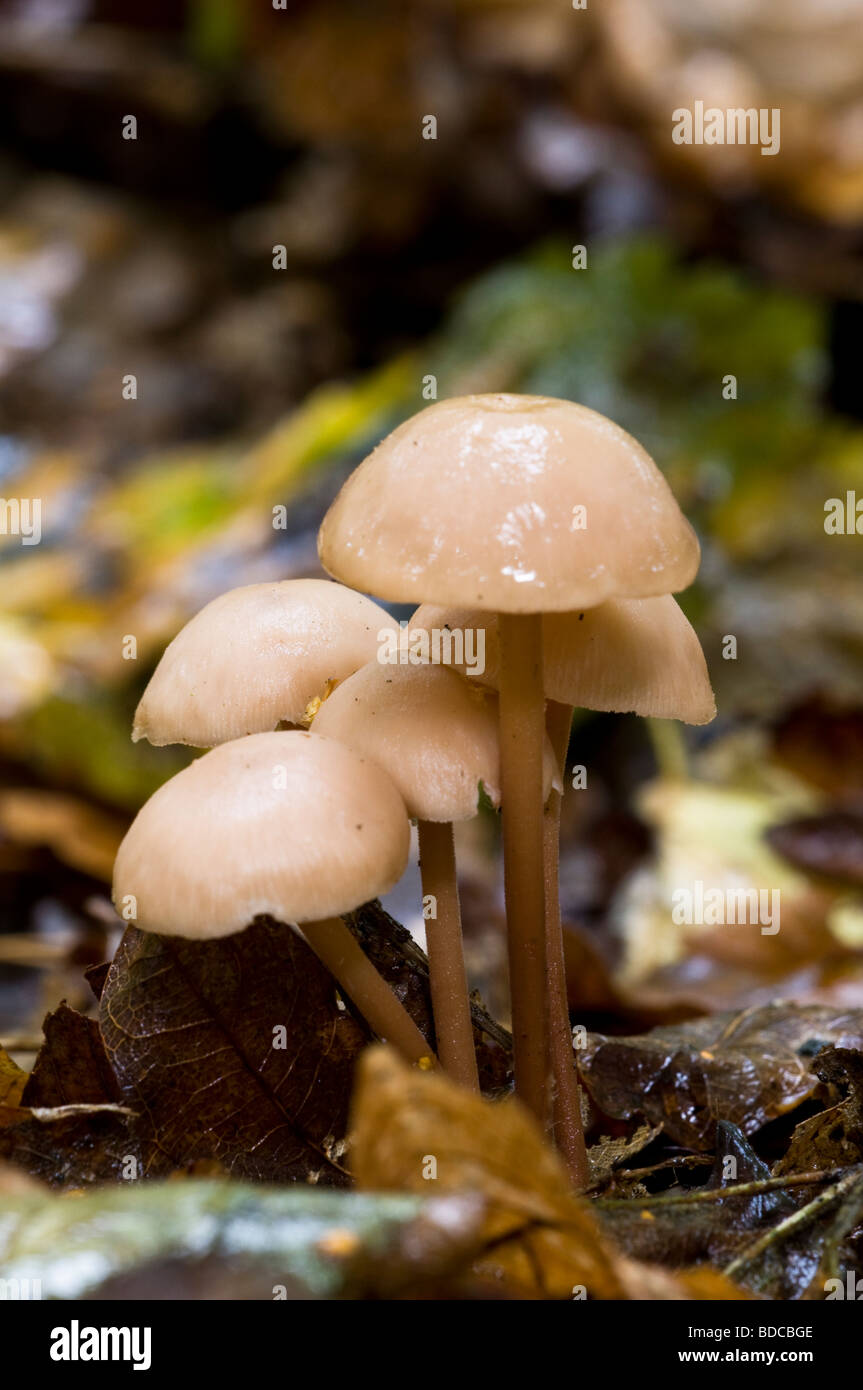 Clustered Toughshank Collybia confluens Stock Photo - Alamy