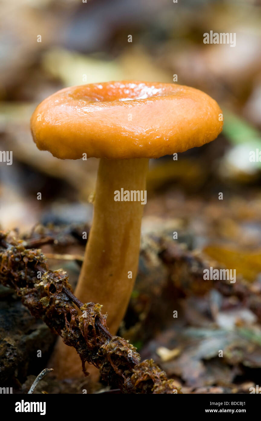 Milkcap fungi hi-res stock photography and images - Alamy