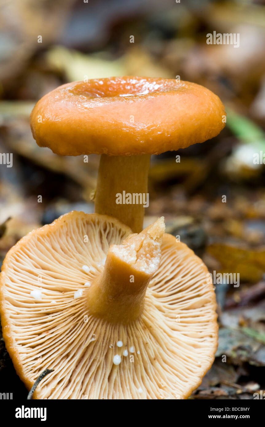 Milkcap Lactarius sp Stock Photo - Alamy