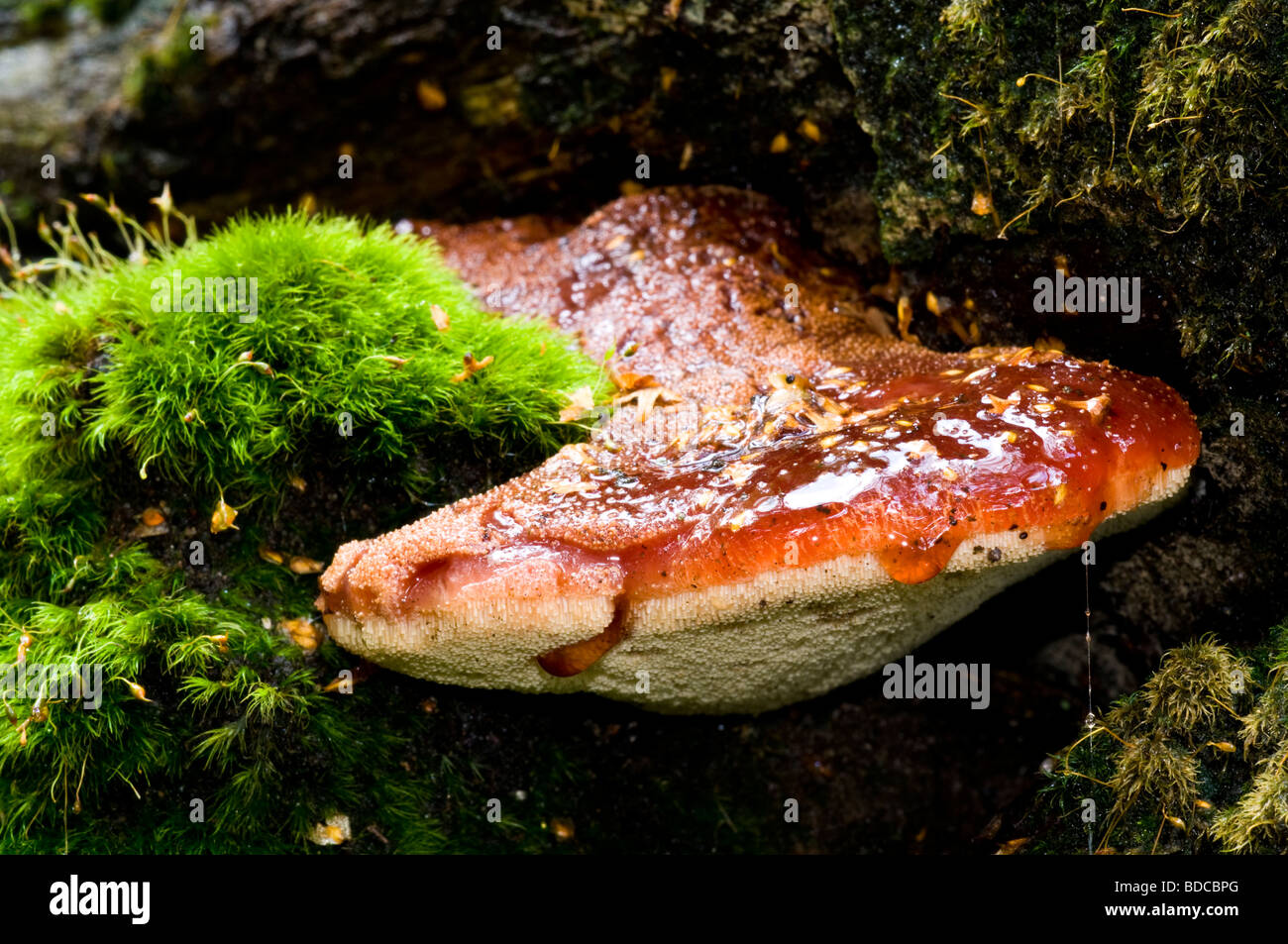 Fistulina hepatica hi-res stock photography and images - Alamy