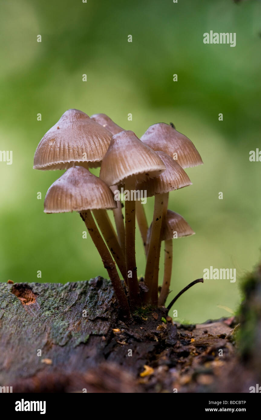 Clustered Bonnet Mycena inclinata Stock Photo - Alamy