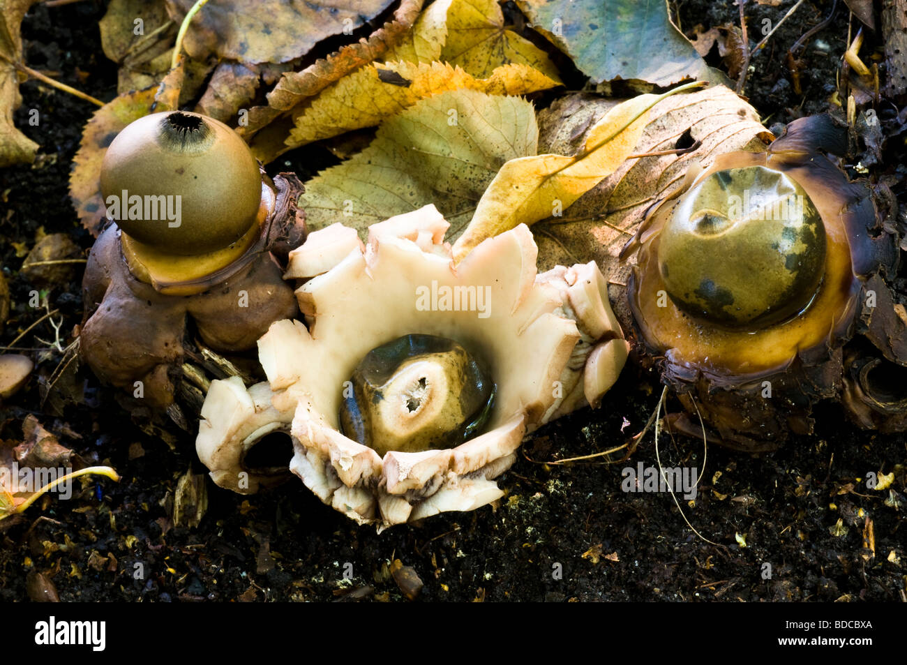 Collared Earthstar Geastrum triplex Stock Photo - Alamy