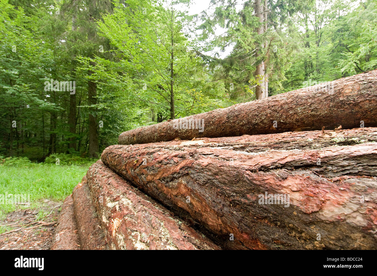 Saw trees hi-res stock photography and images - Alamy