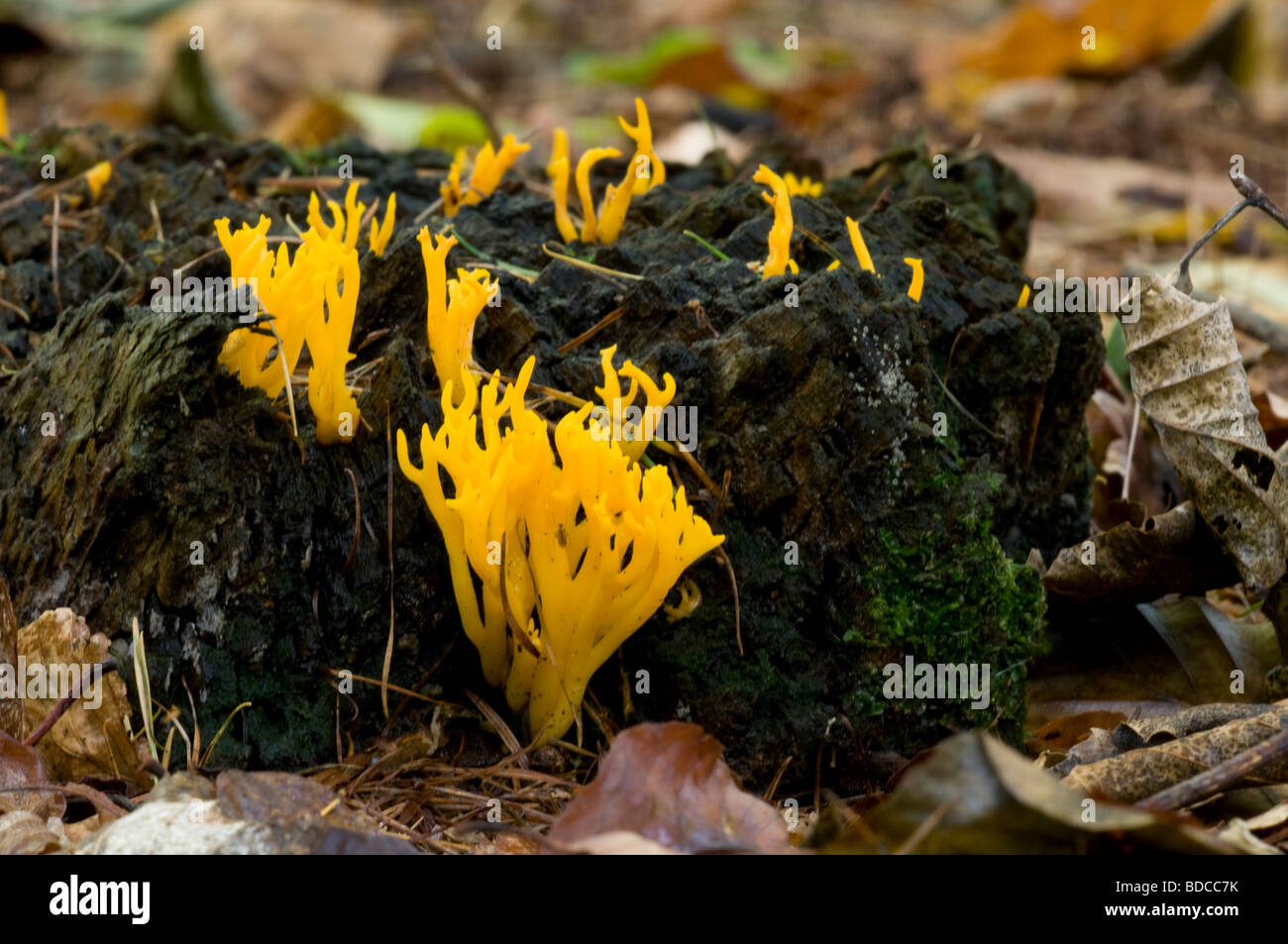 Calocera hi-res stock photography and images - Alamy