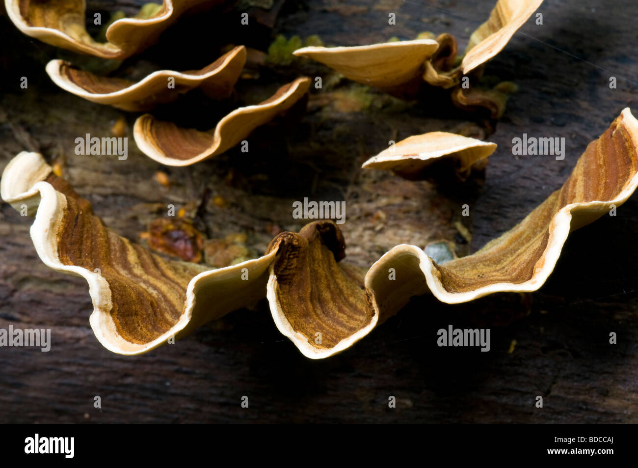 Turkey tail mushrooms trametes versicolor hi-res stock photography and ...