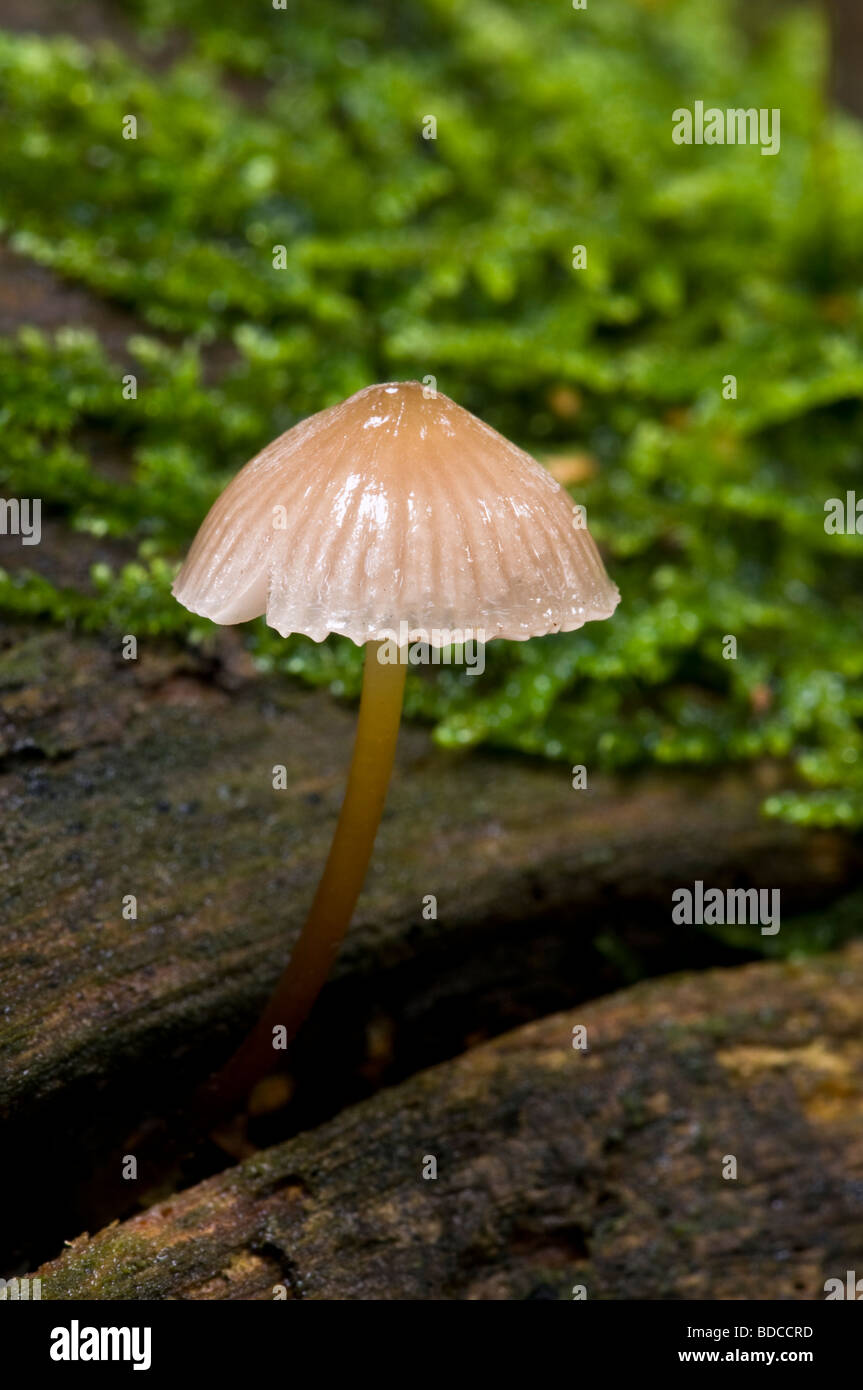 Clustered Bonnet Mycena inclinata Stock Photo - Alamy