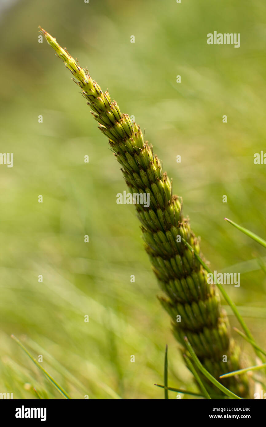 Close-up of Field Horsetail Stock Photo - Alamy