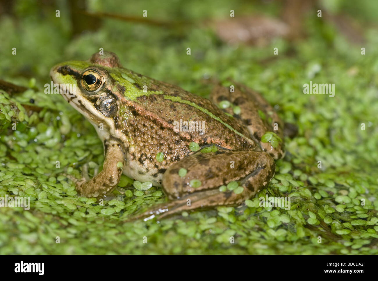 Marsh Frog (Rana ridibunda) at Walton Heath, Somerset, England,UK Stock ...