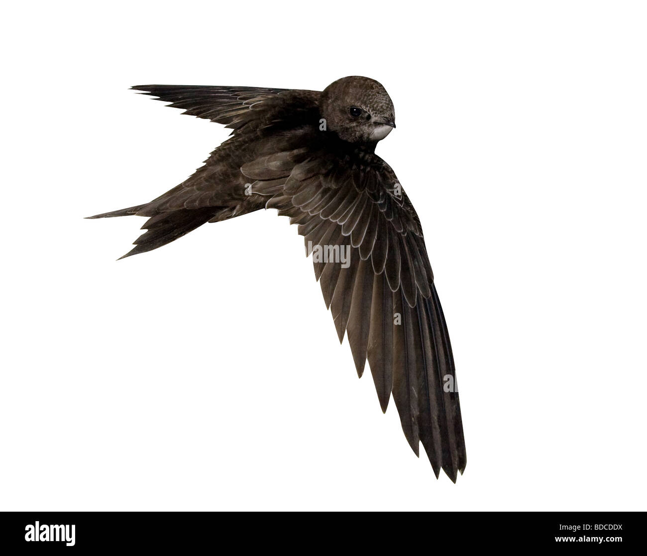 Swift bird hi-res stock photography and images - Alamy