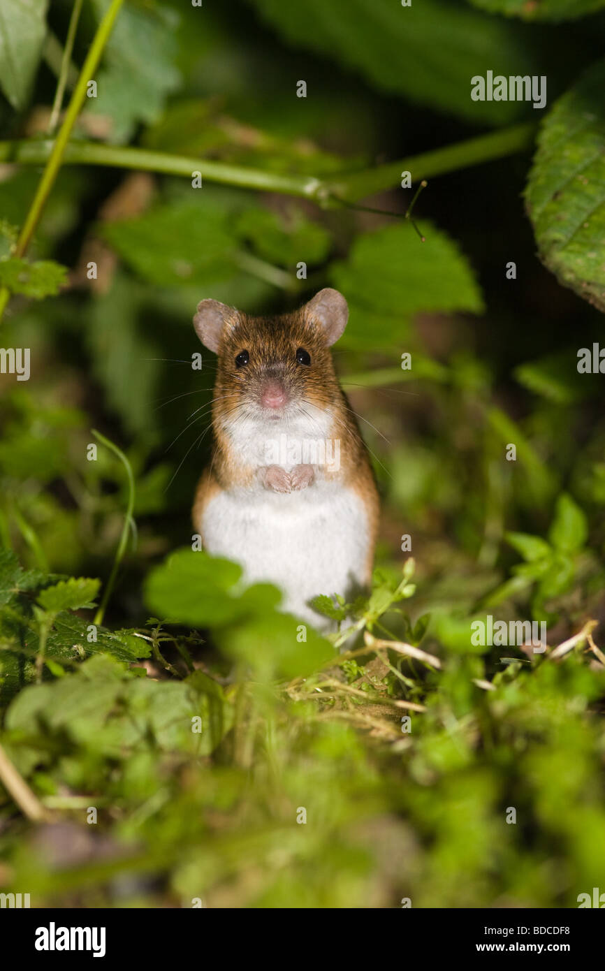 The wild field mouse in city park Stock Photo - Alamy