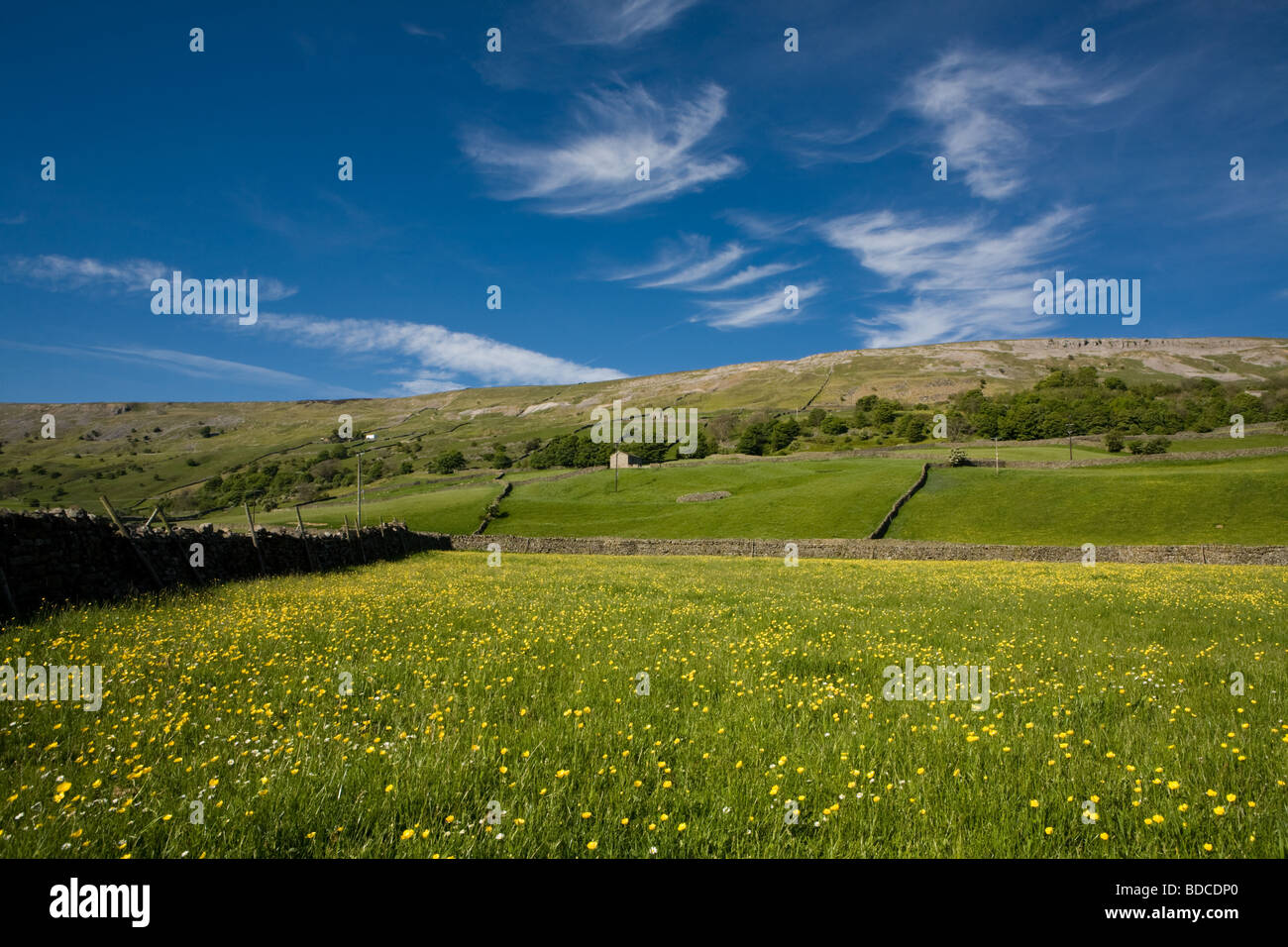 Buttercup Meadows near Reeth Swaledale Yorkshire Dales England Stock ...