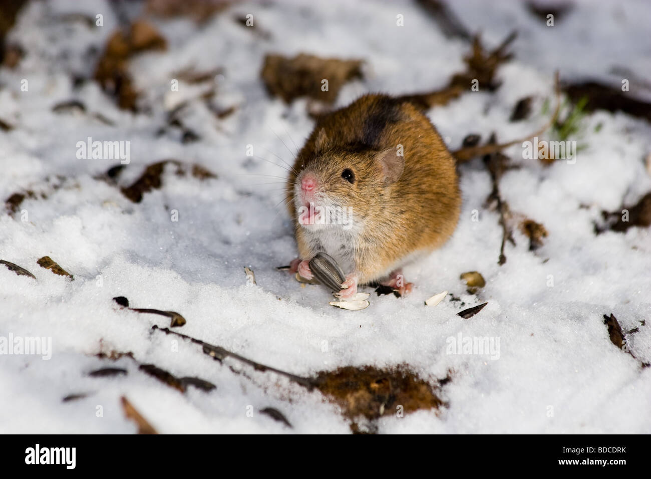 The wild field mouse in city park Stock Photo - Alamy