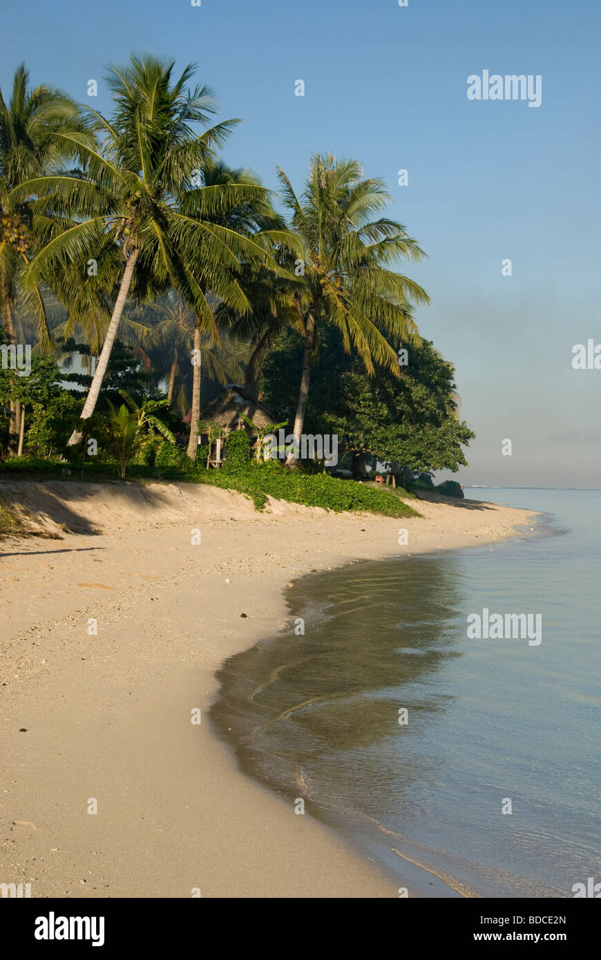 Coconut tree on beach, Manase, Savai'i Island, Western Samoa Stock ...