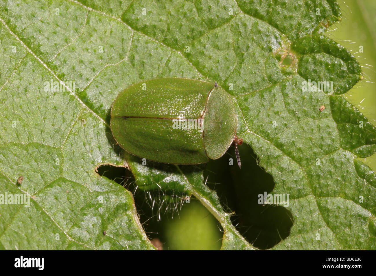 Green tortoise beetle Cassida viridis on the leaf of hedge woundwort uk ...