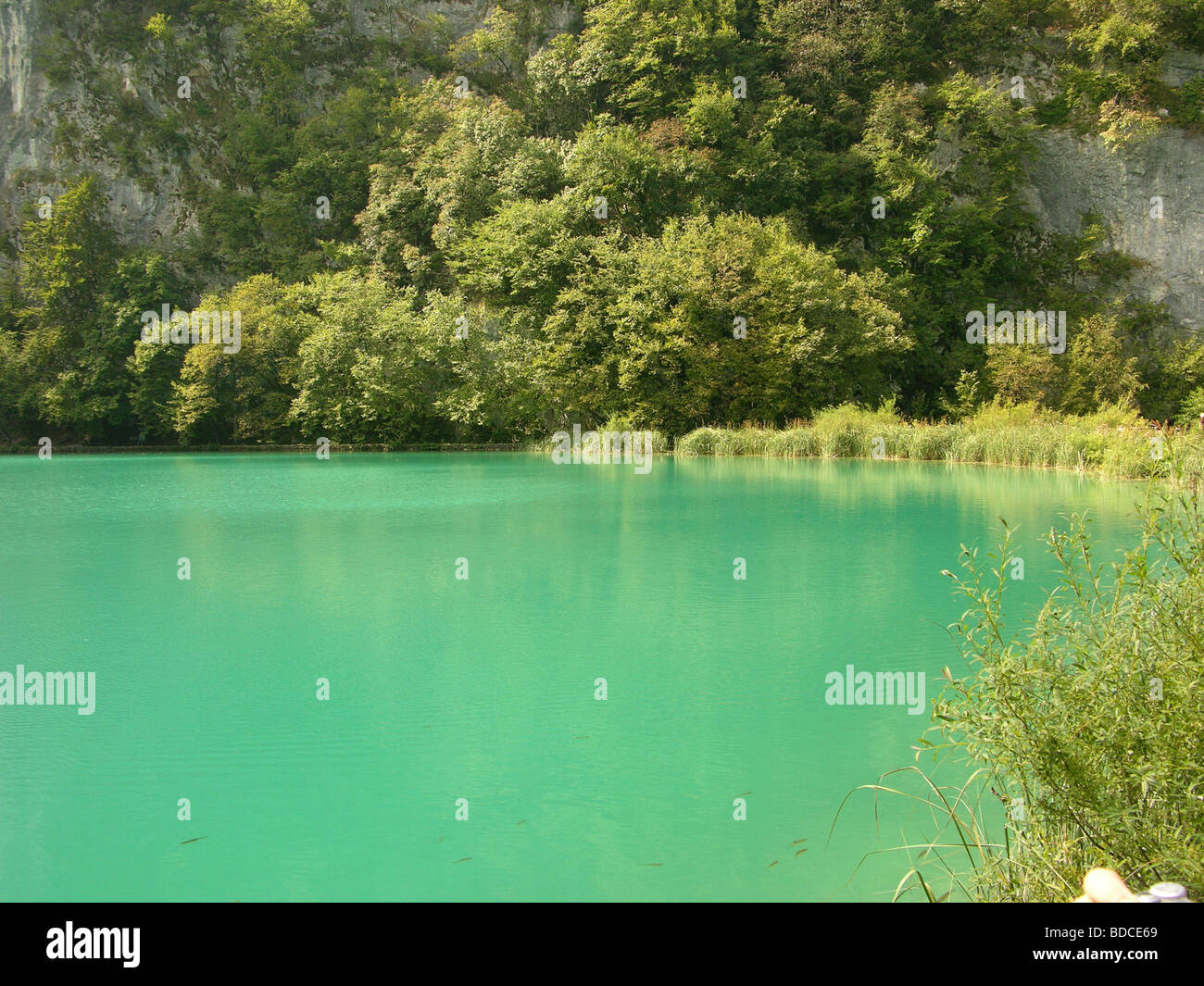 Plitvickie Lake, water, waterfall, lake, tree, trees, reeds, waterfalls ...