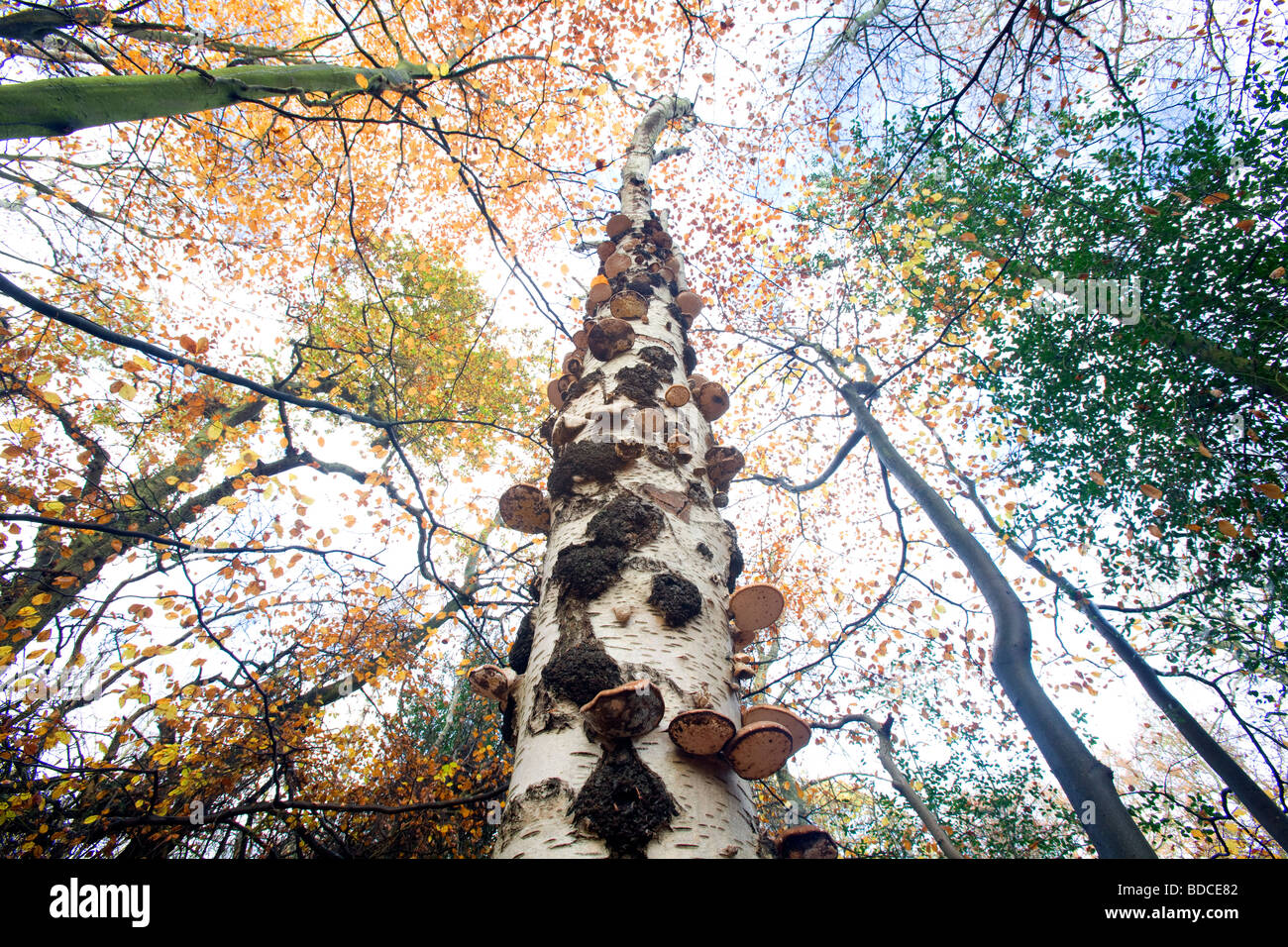 The giant silver tree hi-res stock photography and images - Alamy