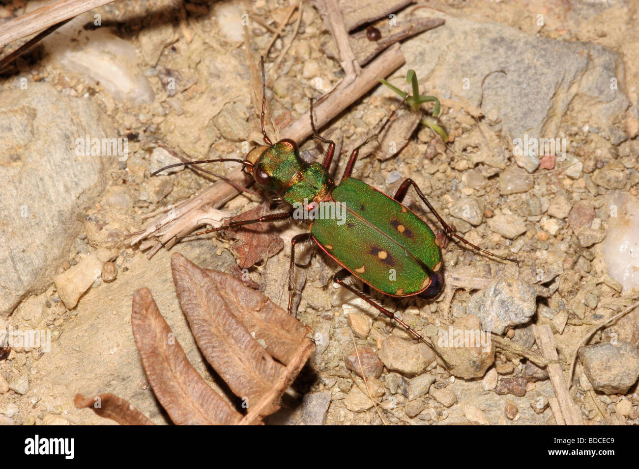Tiger beetle cicindelidae hi-res stock photography and images - Alamy