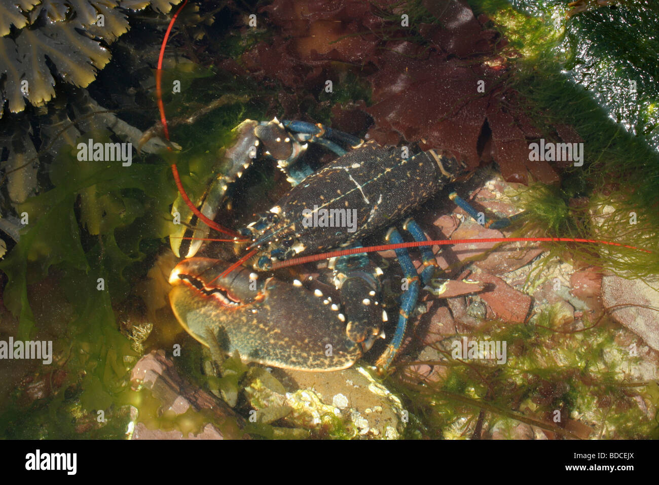 Common lobster Homarus gammarus Nephropidae in a rock pool at low tide ...