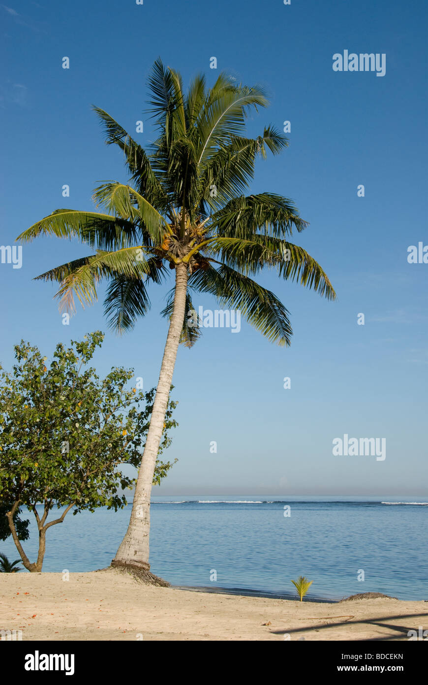 Coconut tree on beach, Manase, Savai'i Island, Western Samoa Stock ...