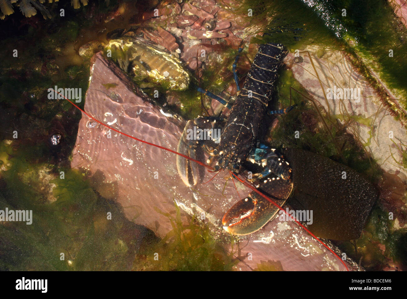 Nephropidae hi-res stock photography and images - Alamy