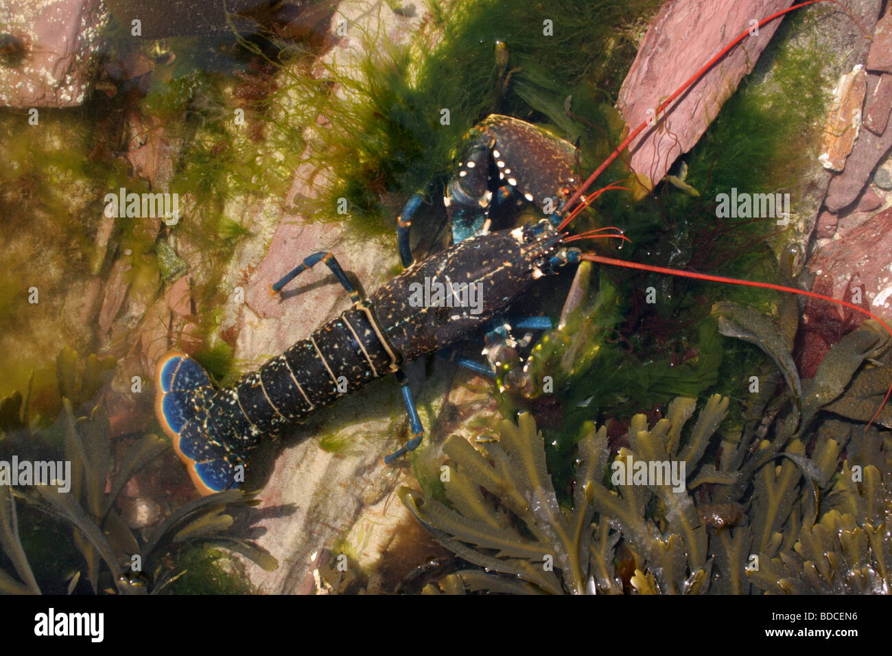 Nephropidae hi-res stock photography and images - Alamy