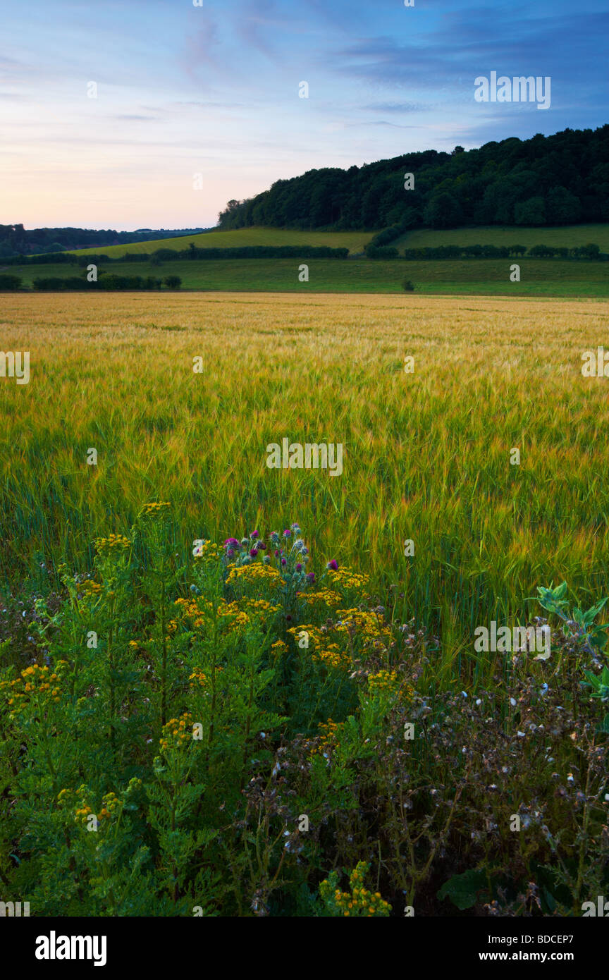 Stiffkey hi-res stock photography and images - Alamy