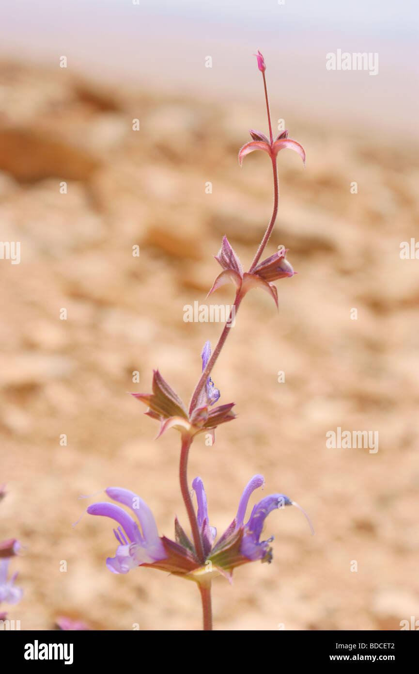 Middle east desert flower hi-res stock photography and images - Alamy
