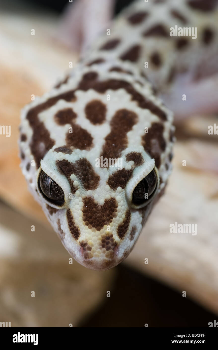 gecko, nature eublepharis lizard, dragon, camouflage color, leopard ...