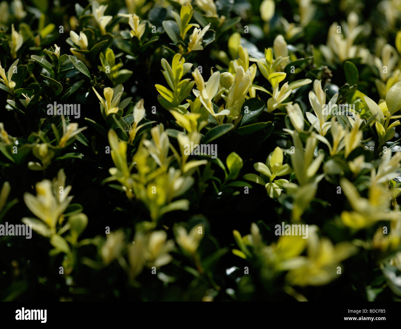 close up of shrub Stock Photo - Alamy