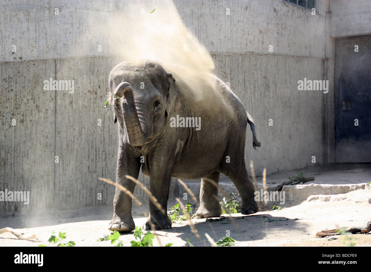 Elephant shower hi-res stock photography and images - Alamy