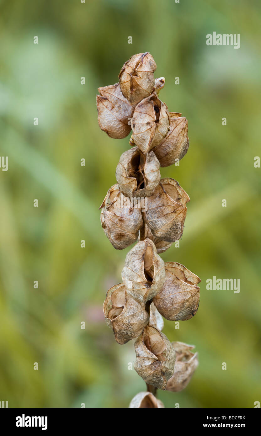 Yellow-rattle Rhinanthus minor dry seed pods Stock Photo - Alamy