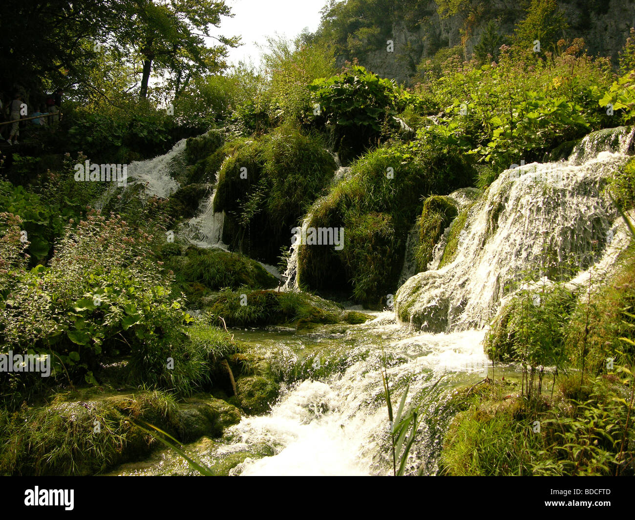 Plitvickie Lake, water, waterfall, lake, tree, trees, reeds, waterfalls ...