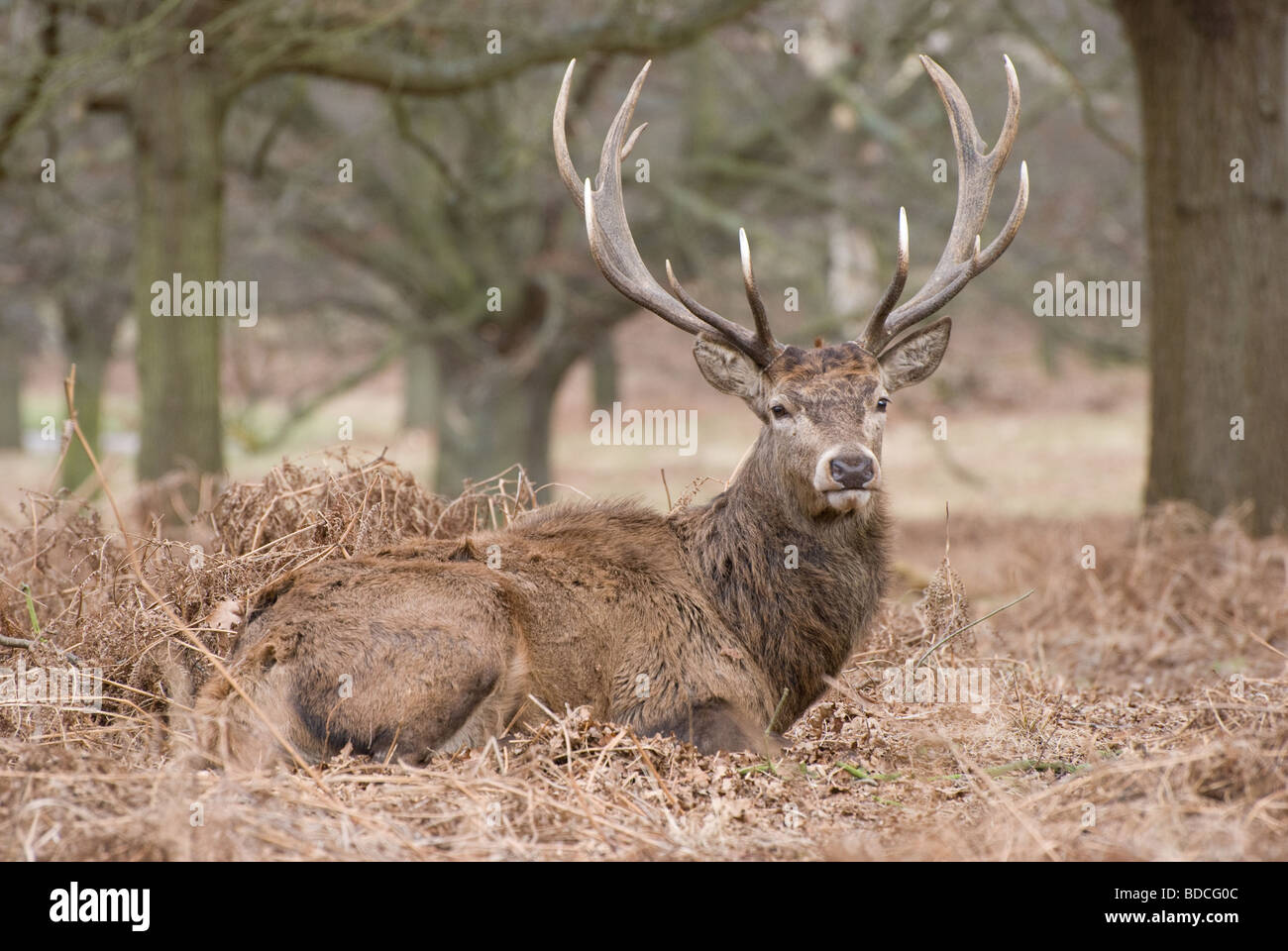 Stag in richmond park hi-res stock photography and images - Alamy