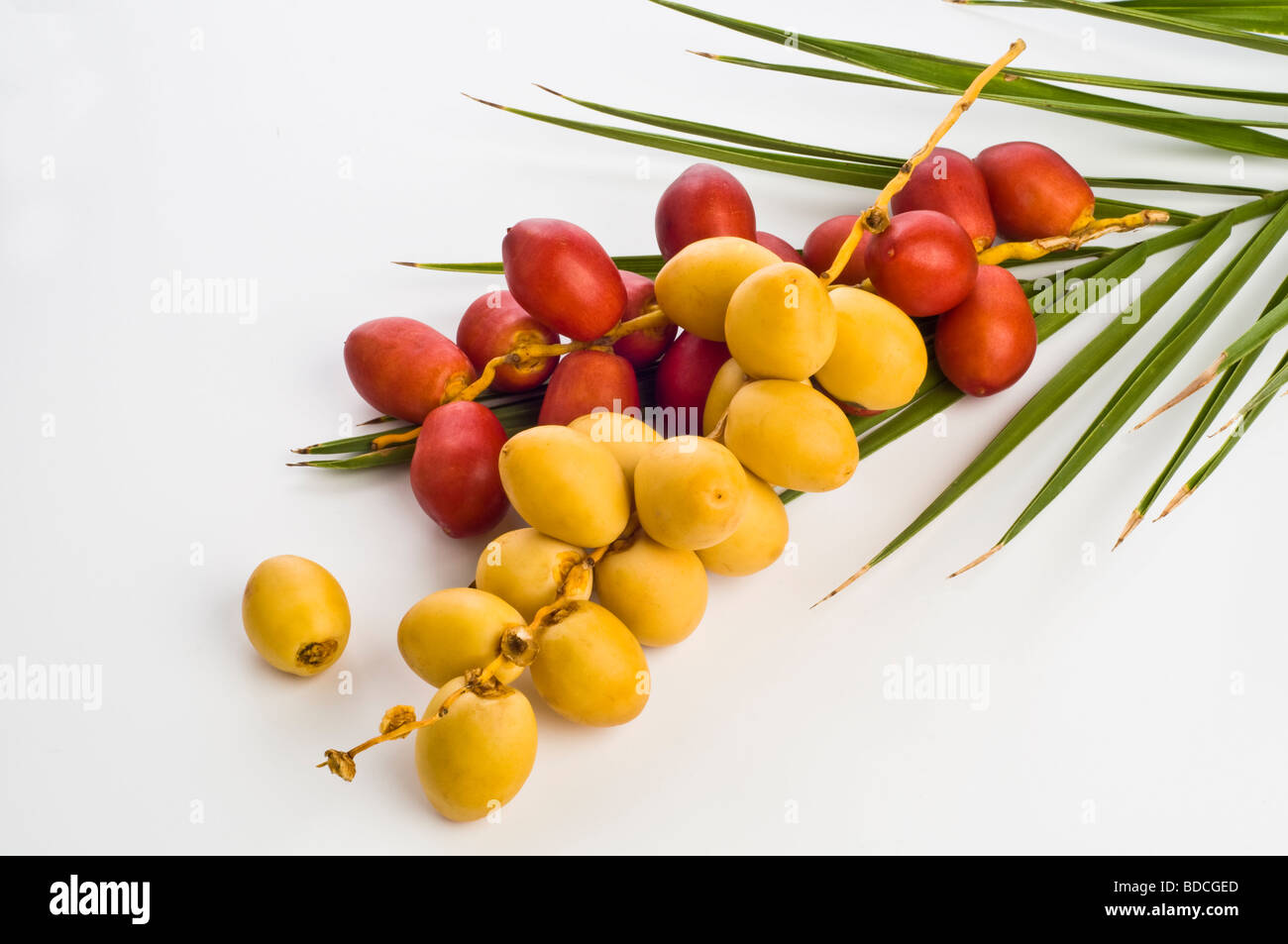 A bunch of yellow and red, raw dates with palm leaves Stock Photo - Alamy