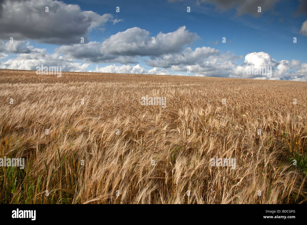 Barley Ripening for Harvest in August Wiltshire England Stock Photo - Alamy