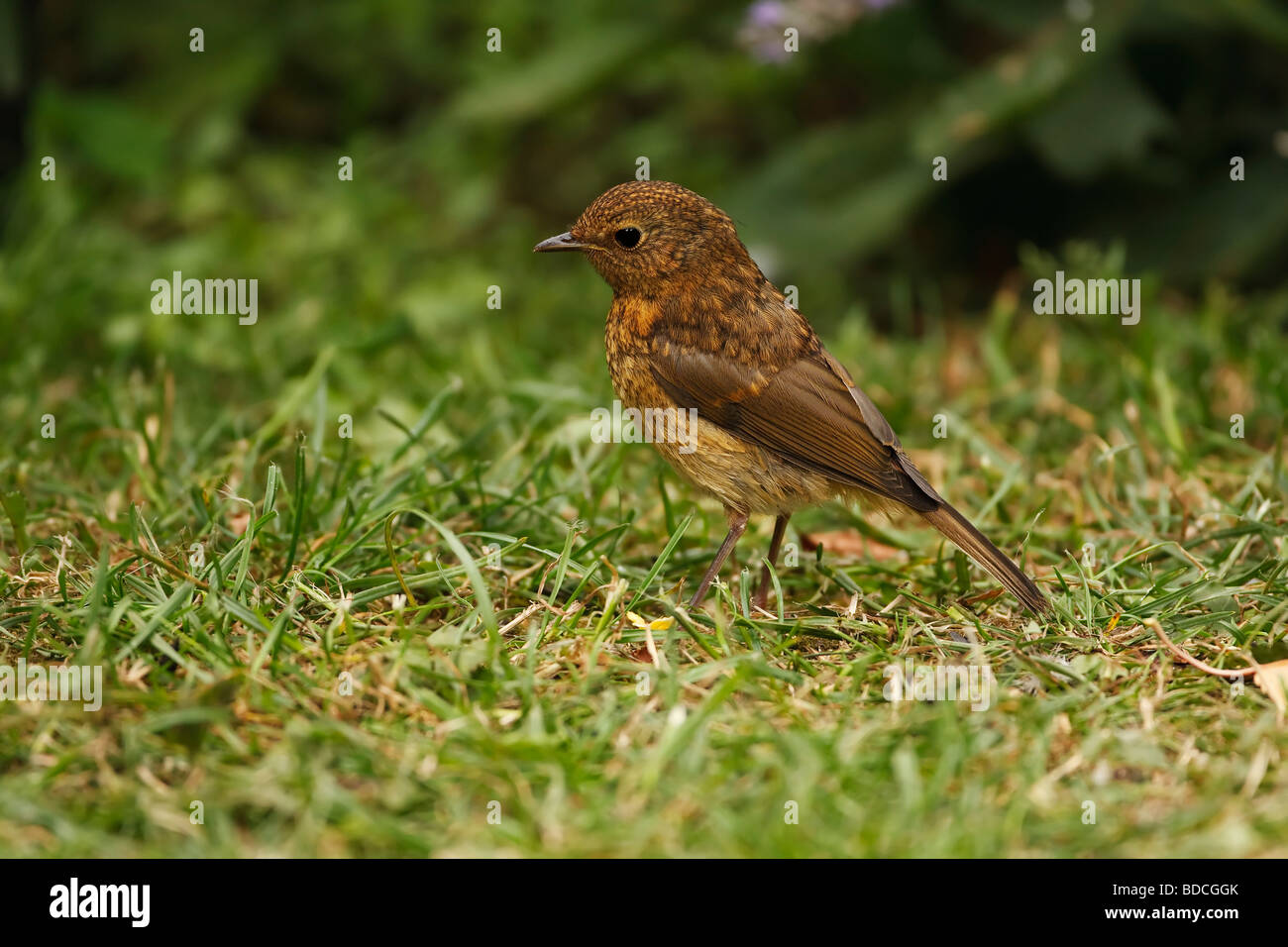 Robin erithacus rubecula juvenile hi-res stock photography and images ...
