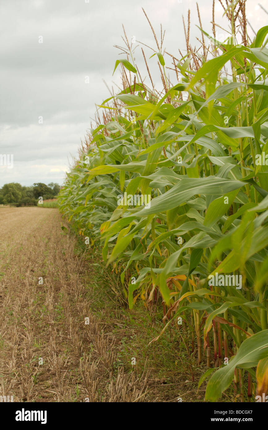 long view of agricultural maize crop Stock Photo - Alamy