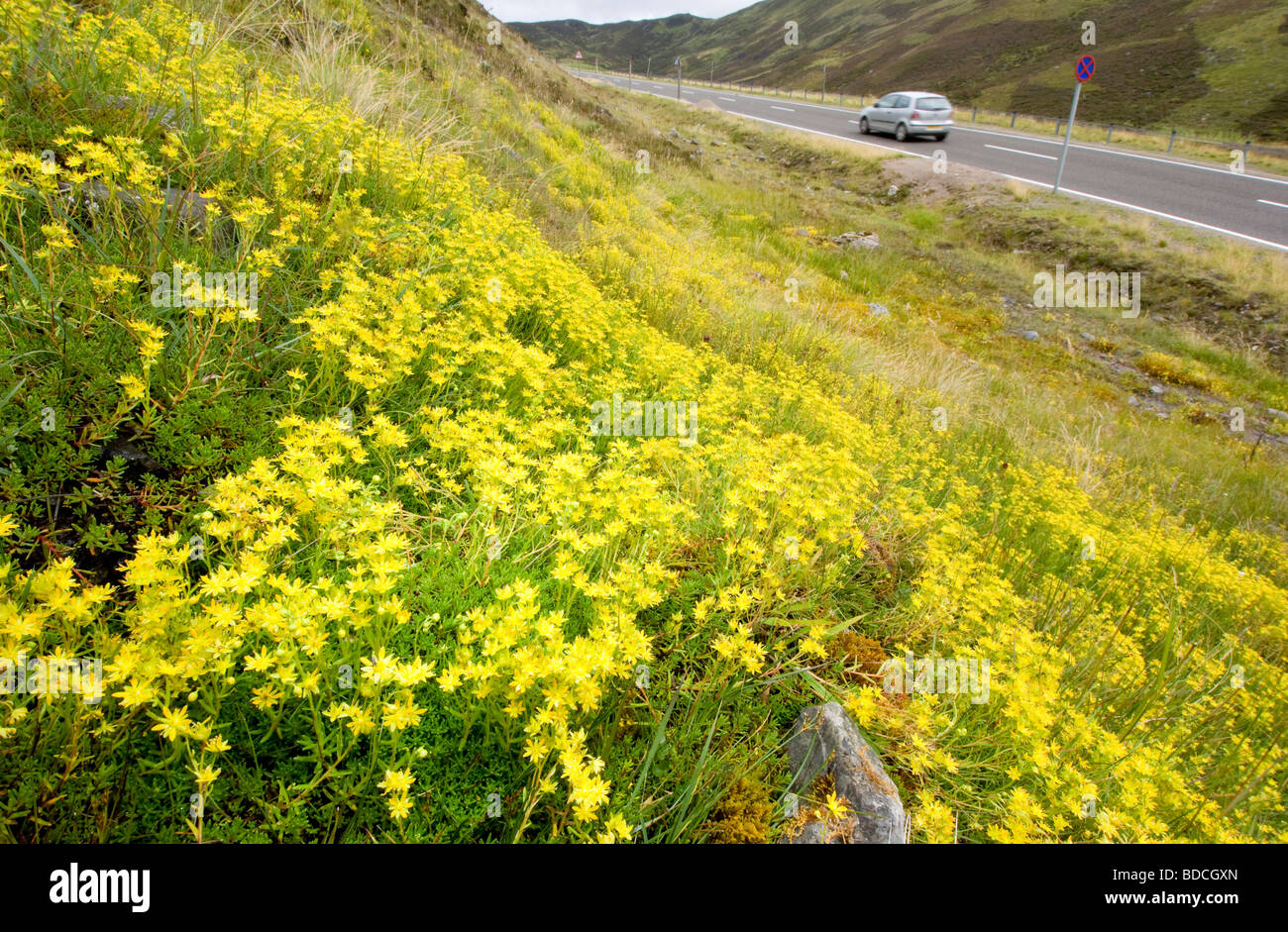 Yellow Mountain Saxifrage, Saxifraga aizoides, growing by a high road ...